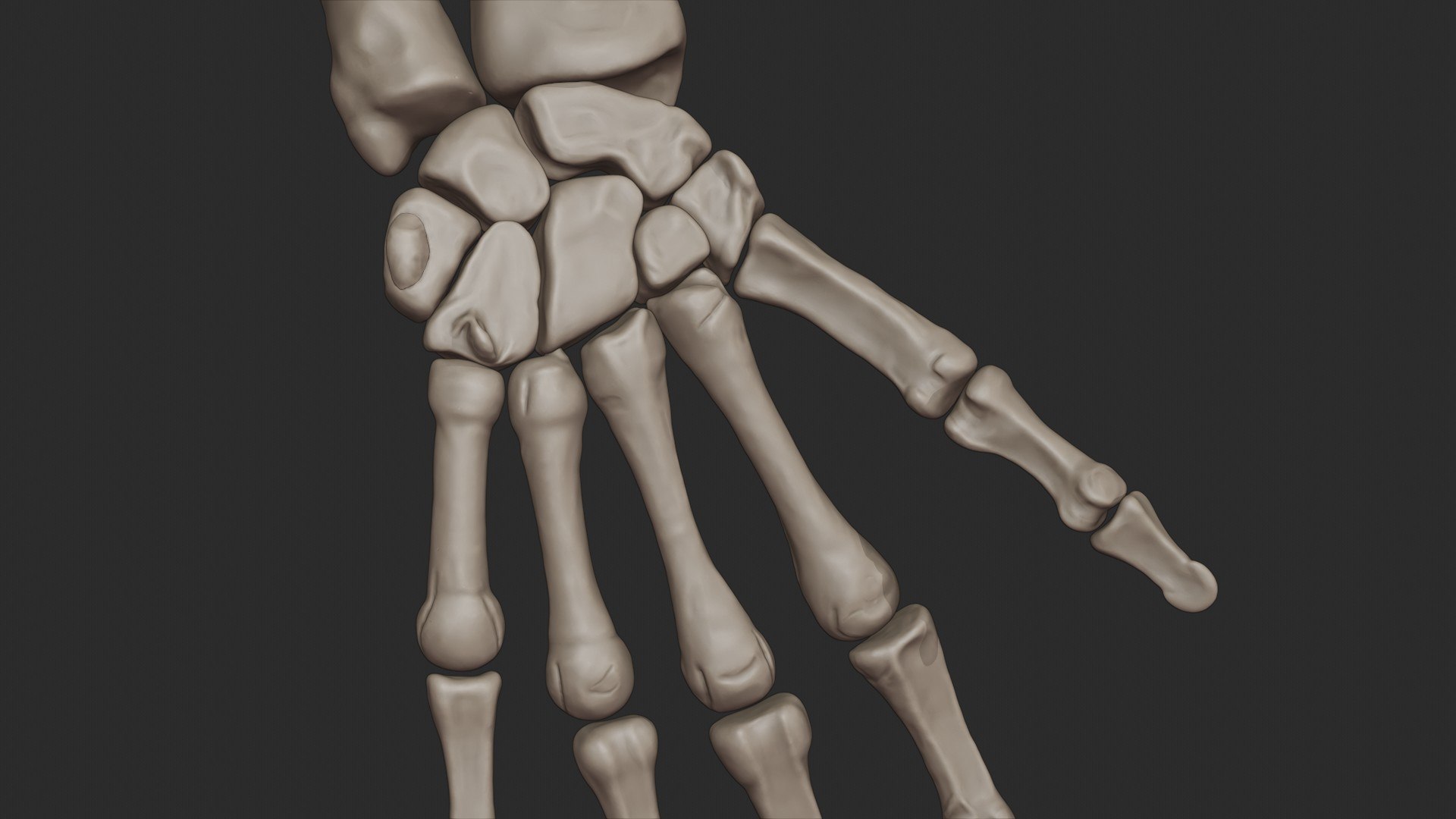 3D Skeletal Arm Science Anatomy Bone - TurboSquid 1451974