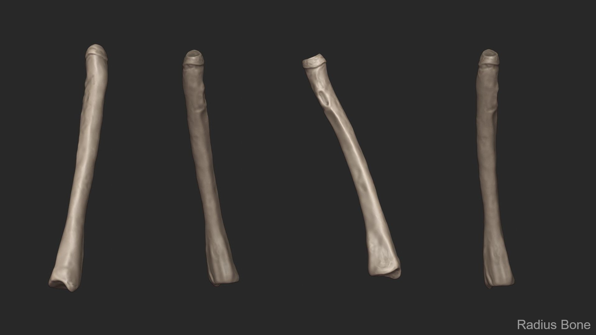 3D Skeletal Arm Science Anatomy Bone - TurboSquid 1451974