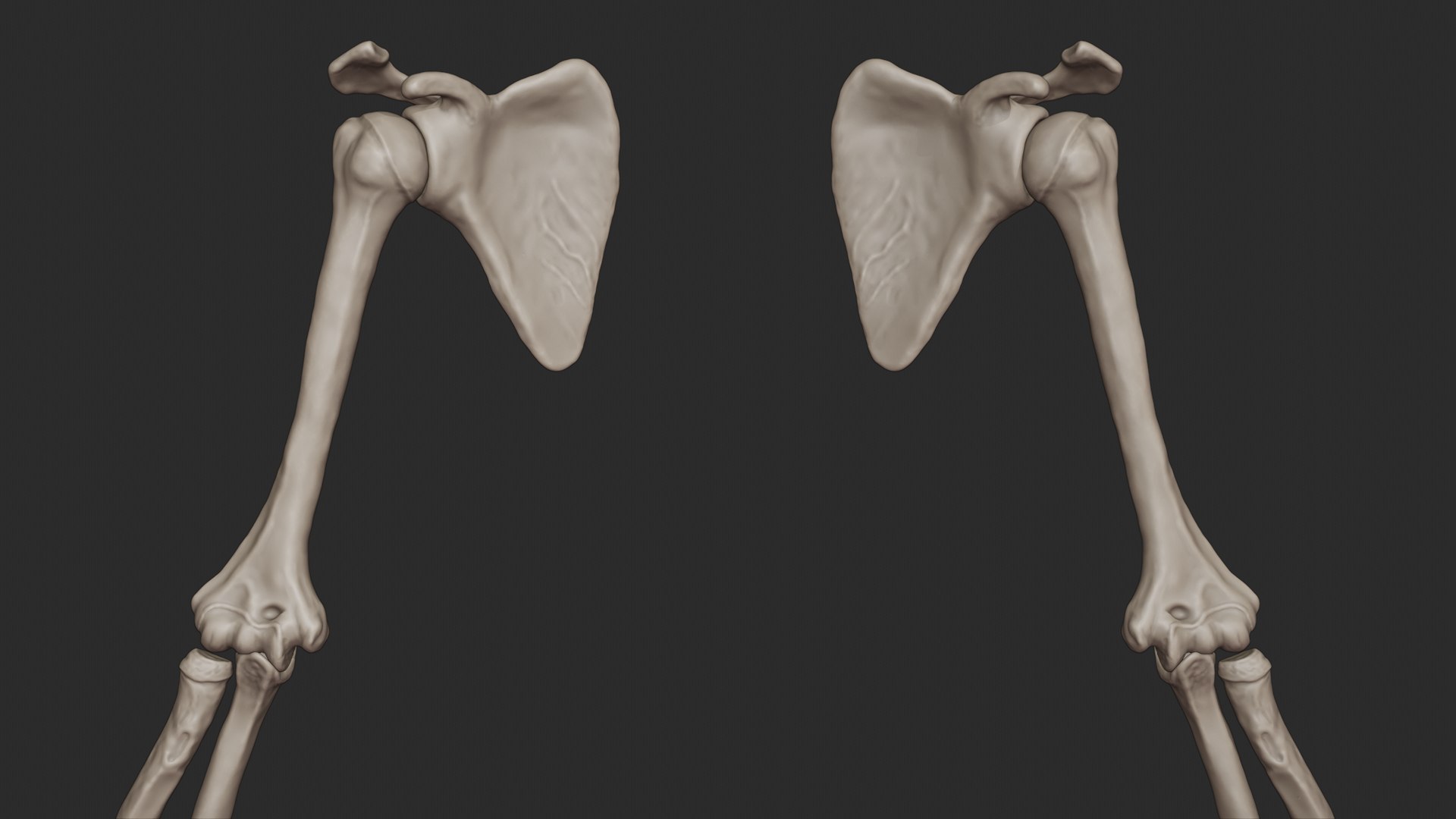 3D Skeletal Arm Science Anatomy Bone - TurboSquid 1451974