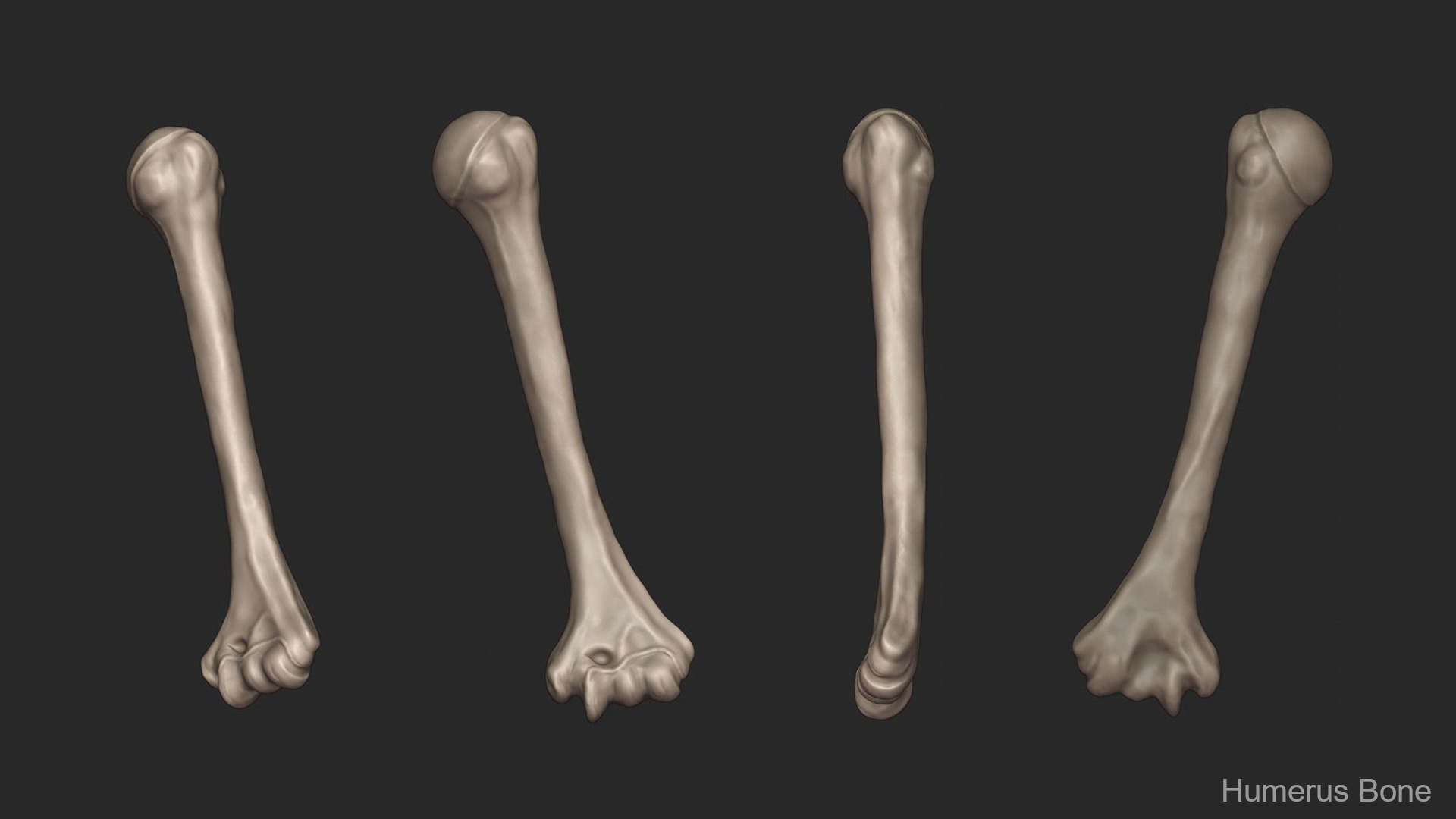 3D Skeletal Arm Science Anatomy Bone - TurboSquid 1451974