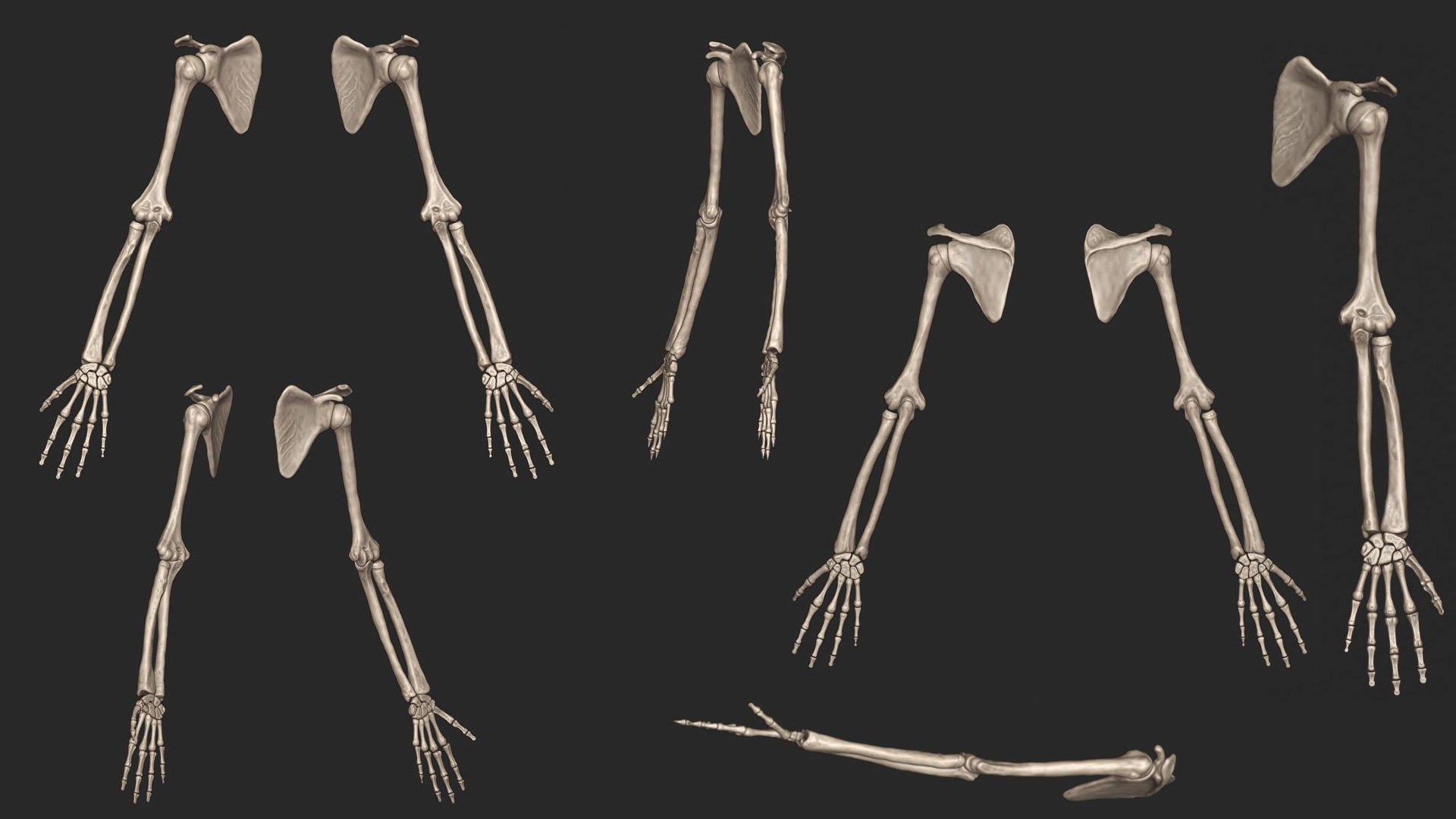 3D Skeletal Arm Science Anatomy Bone - TurboSquid 1451974