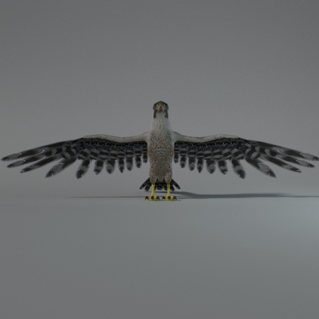 Falcon 3D - TurboSquid 1316773