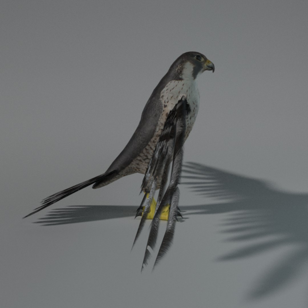 Falcon 3D - TurboSquid 1316773