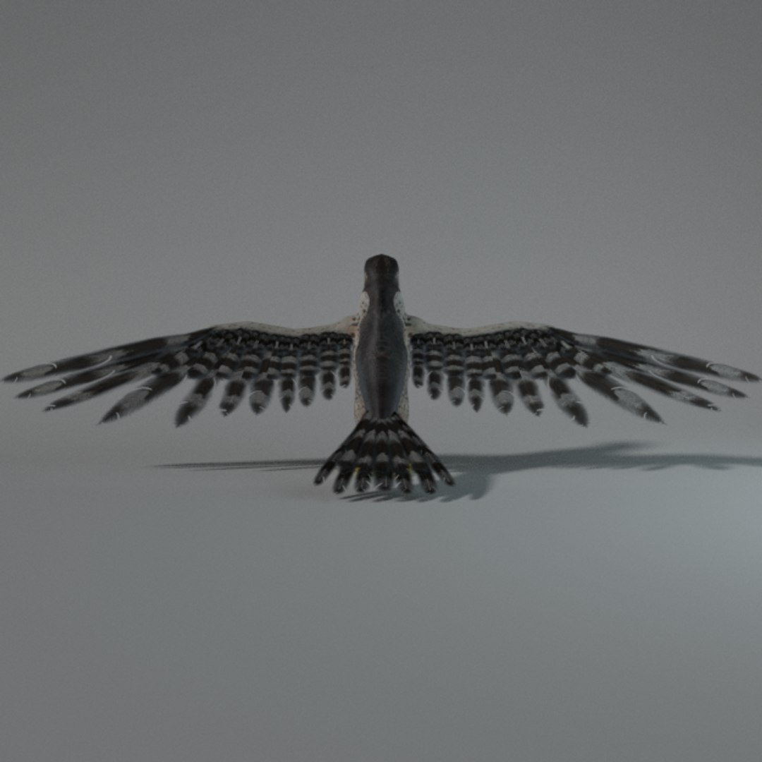 Falcon 3D - TurboSquid 1316773