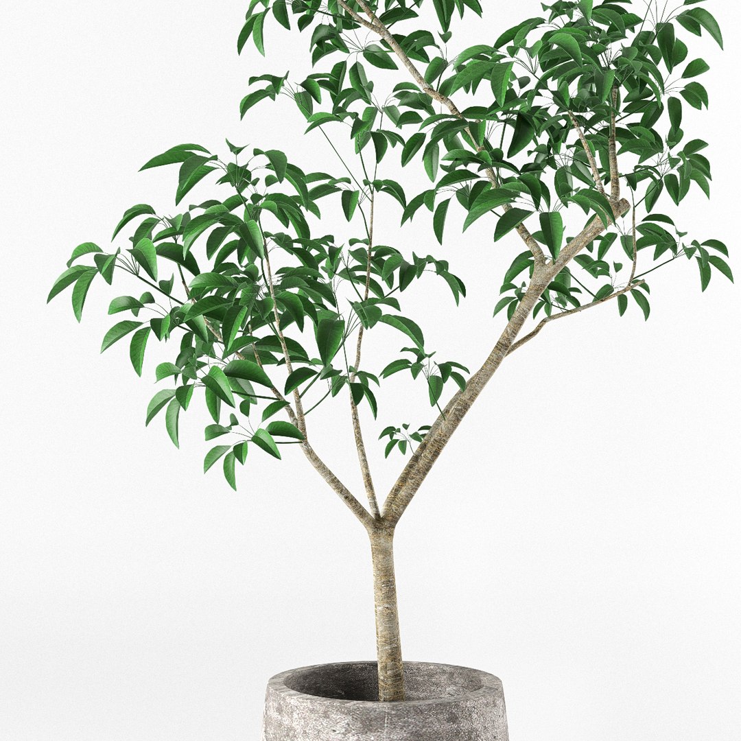 Pot Tree 3D Model - TurboSquid 1226906