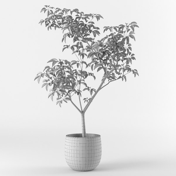 Pot tree 3D model - TurboSquid 1226906