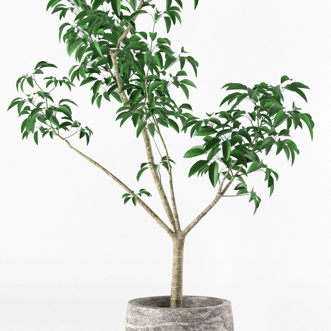 Pot Tree 3D Model - TurboSquid 1226906