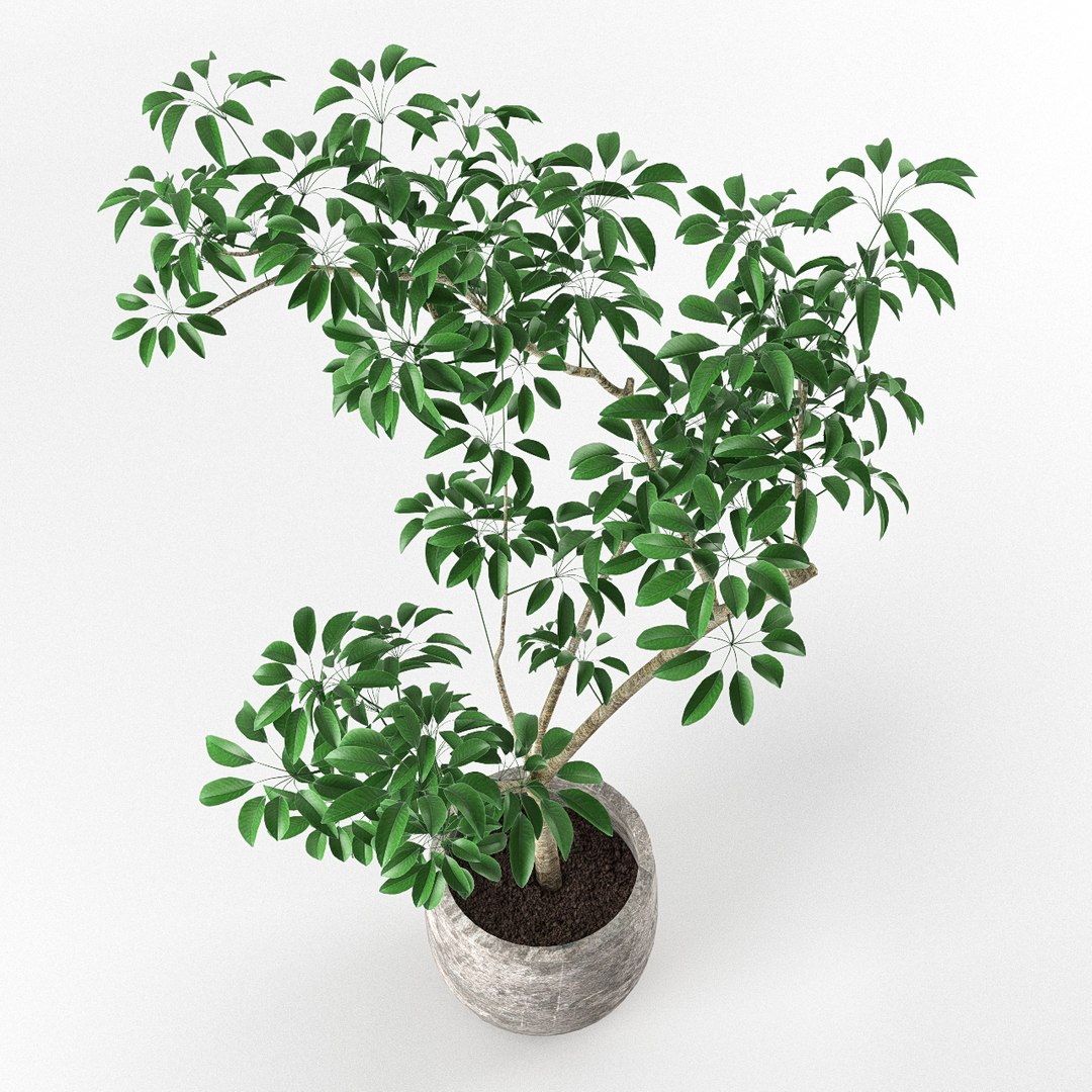 Pot Tree 3D Model - TurboSquid 1226906