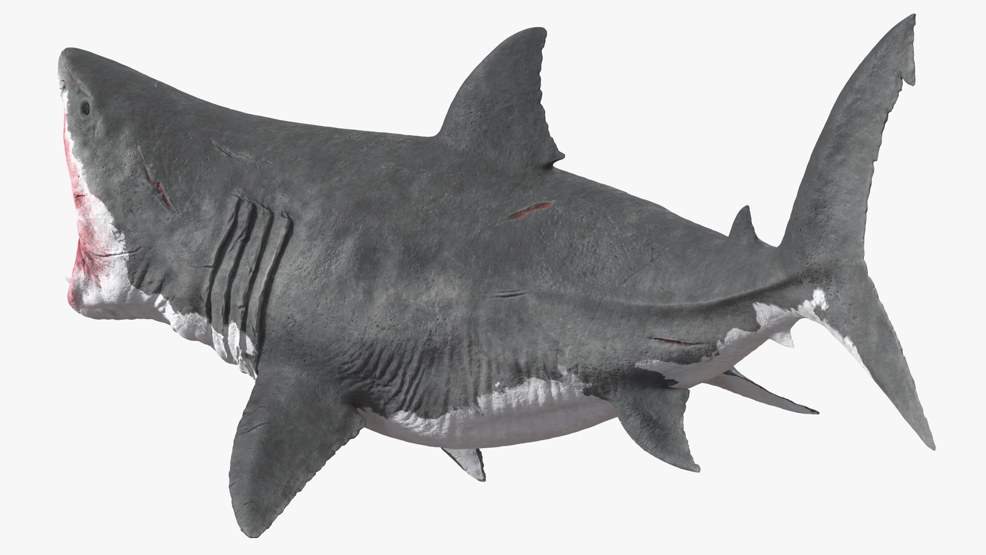 Megalodon Aggressive Pose Model - TurboSquid 1753403