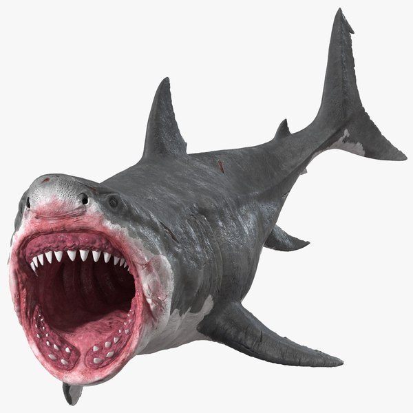 3D Megalodon Models | TurboSquid