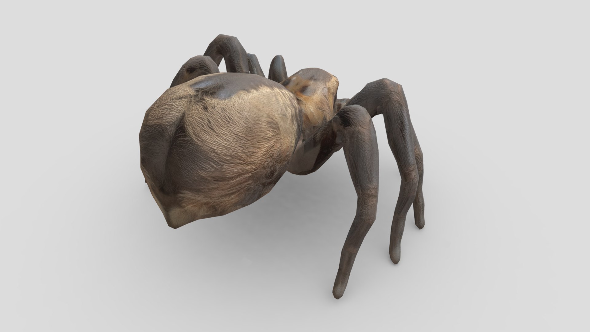 Tarantula 3D Model - TurboSquid 2275982