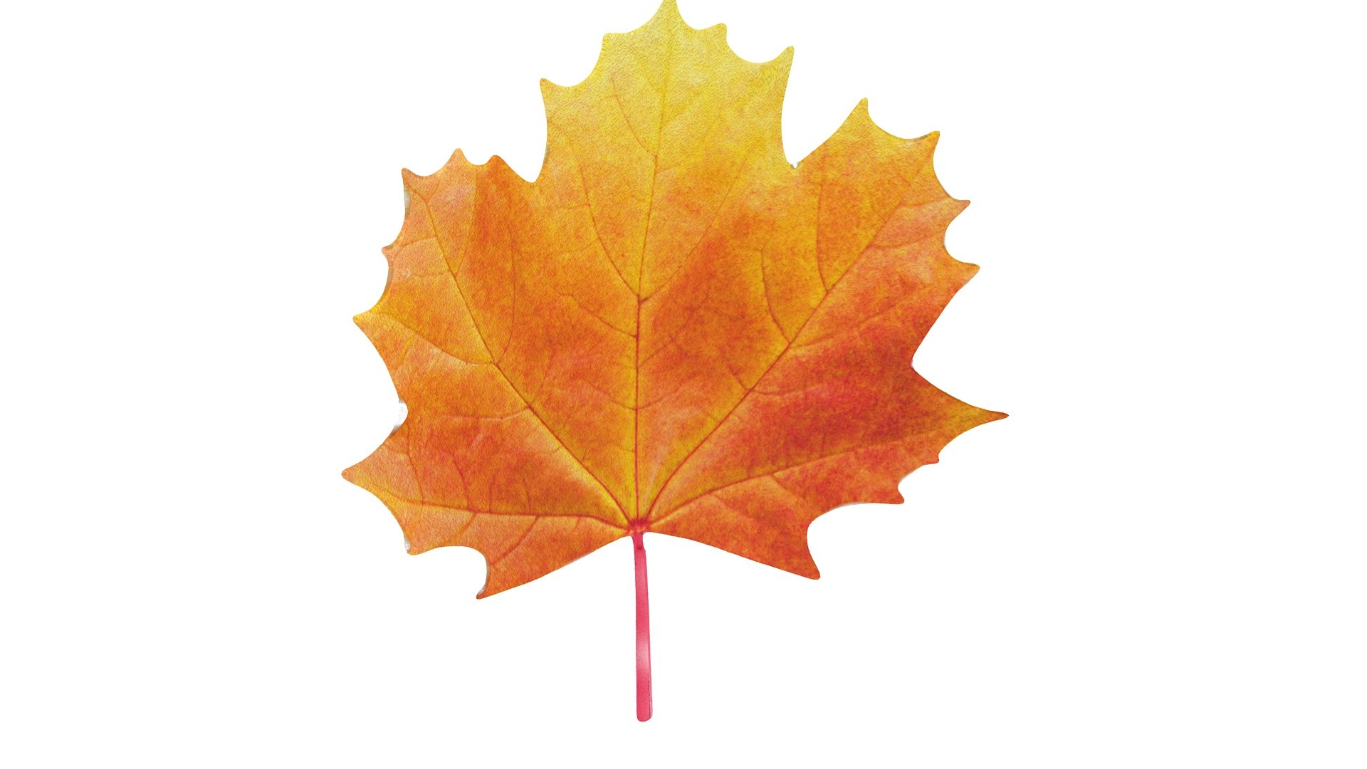 Maple Leaf Model - TurboSquid 2039367
