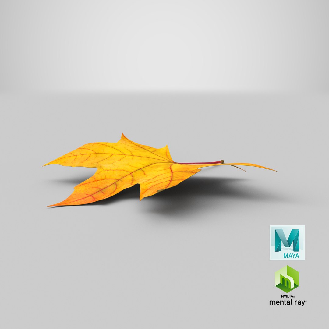 3D Maple Leaf V2 - TurboSquid 1784728