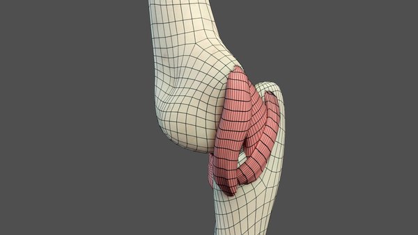 Elbow Ligaments 3D model - TurboSquid 1839307
