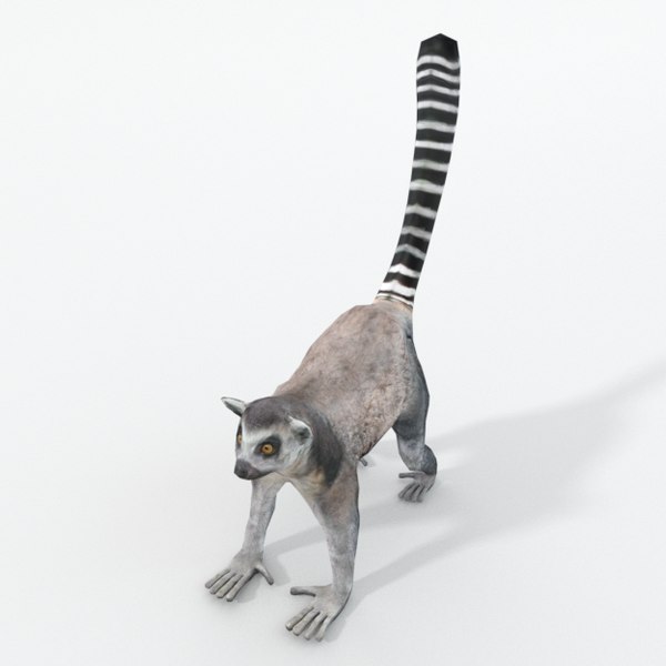 Lemur 3D Models for Download | TurboSquid