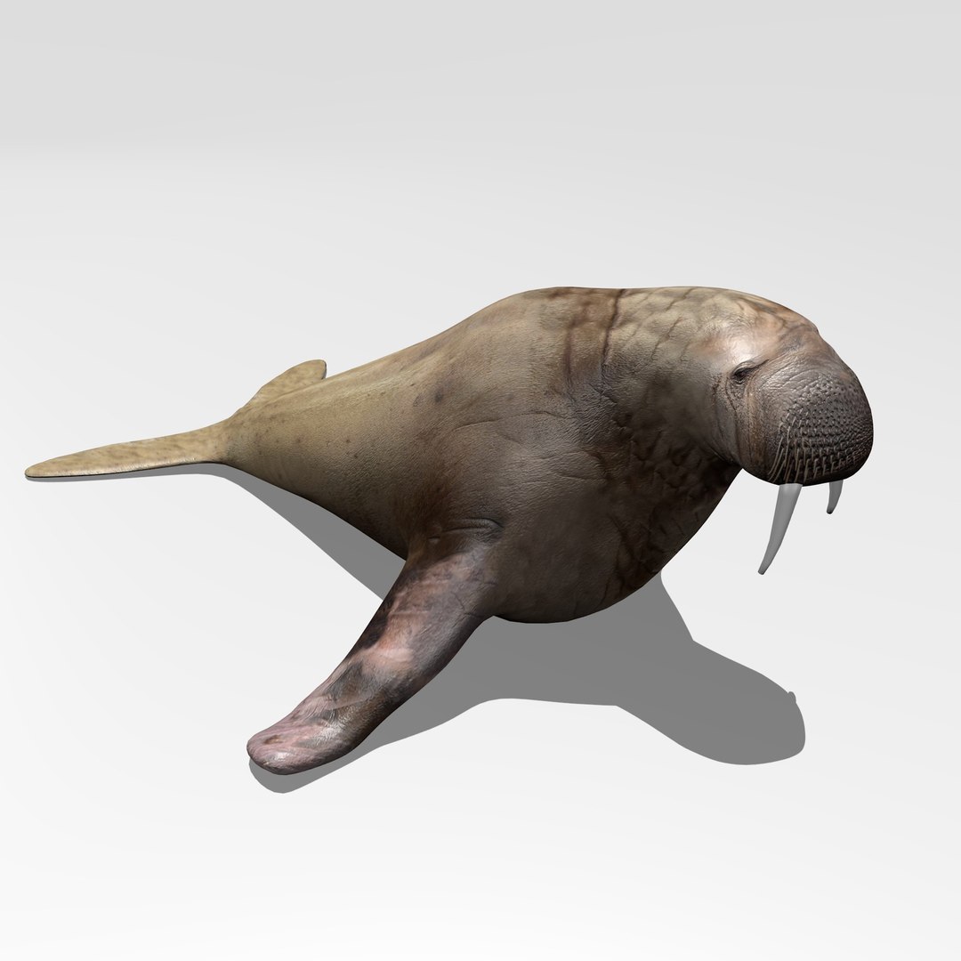 3D Model Walrus - TurboSquid 1217907
