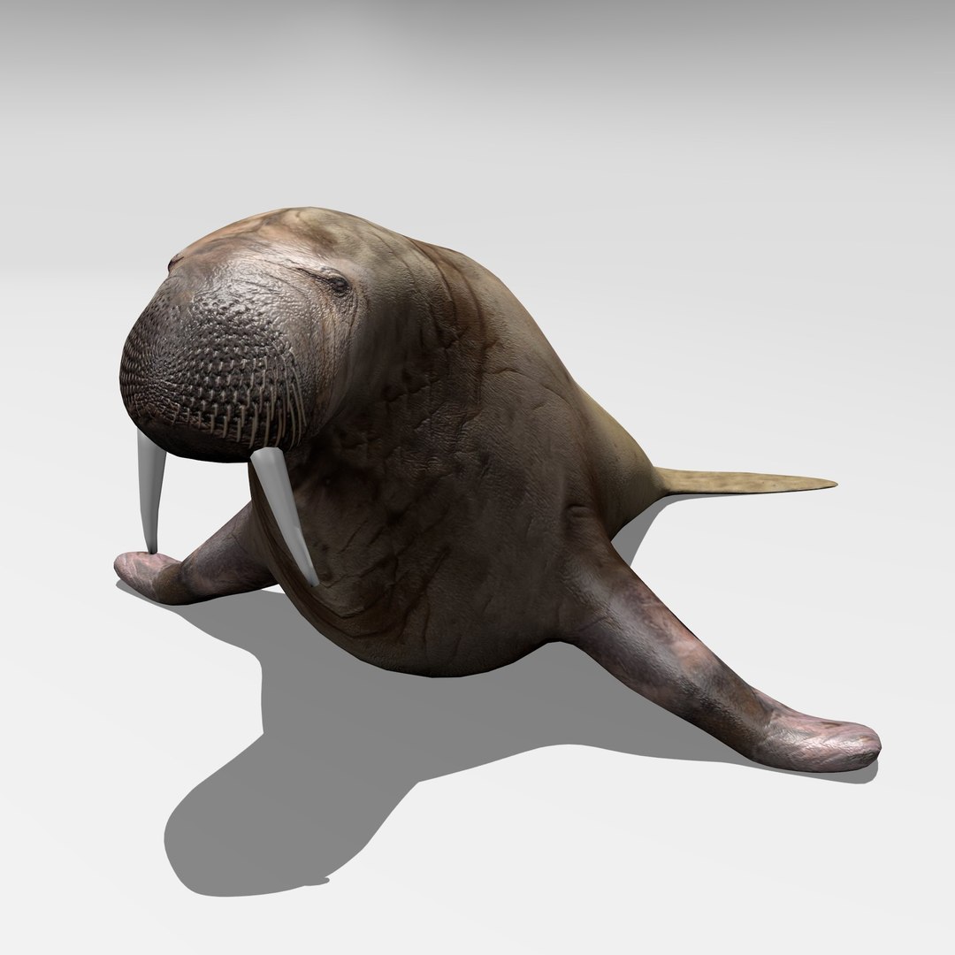3D Model Walrus - TurboSquid 1217907