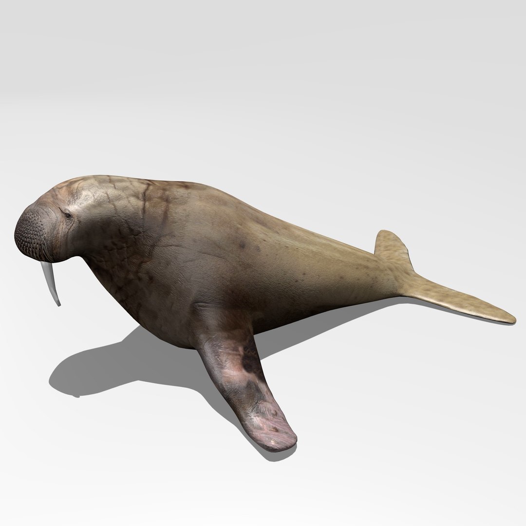 3D Model Walrus - TurboSquid 1217907