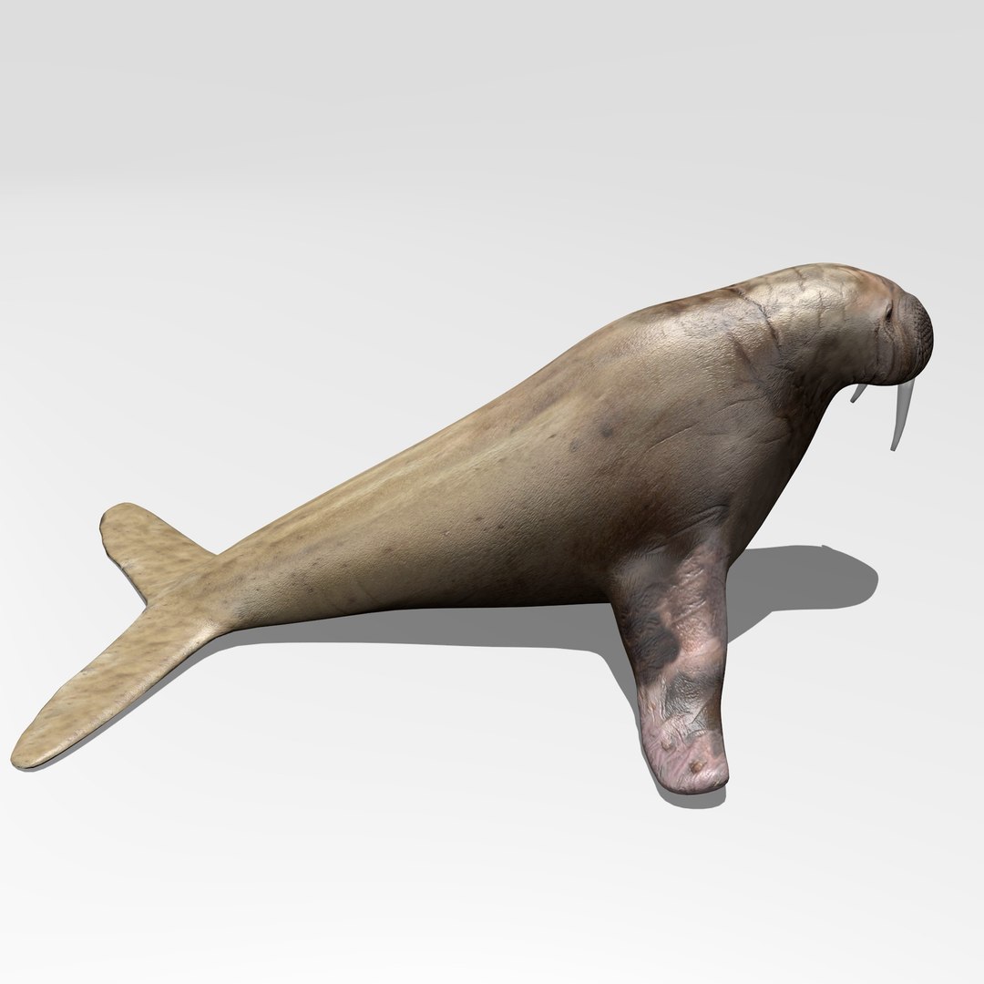 3D Model Walrus - TurboSquid 1217907