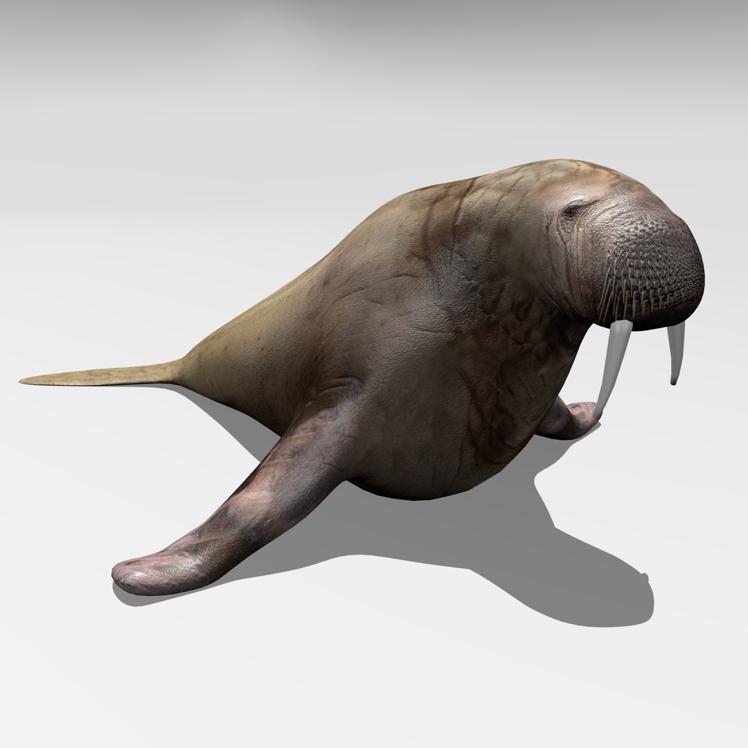 3D Model Walrus - TurboSquid 1217907