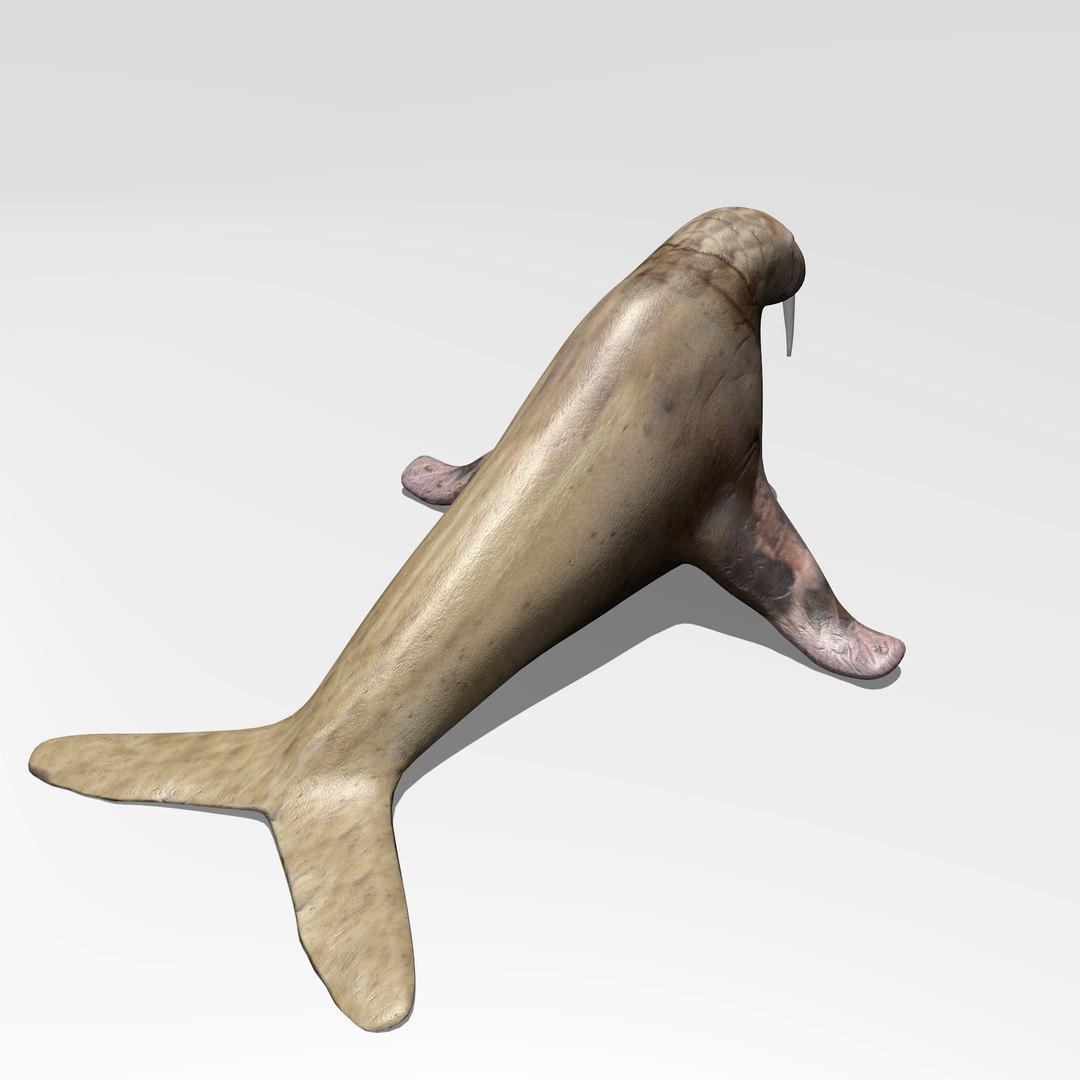 3D Model Walrus - TurboSquid 1217907
