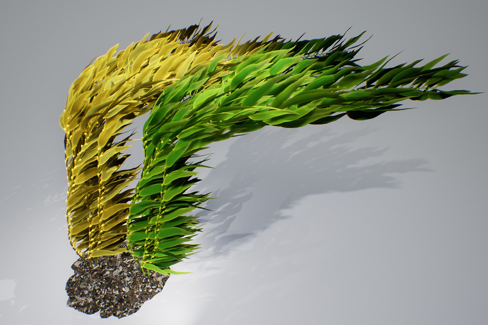 3D Kelp Brown Pbr Model - TurboSquid 1378604