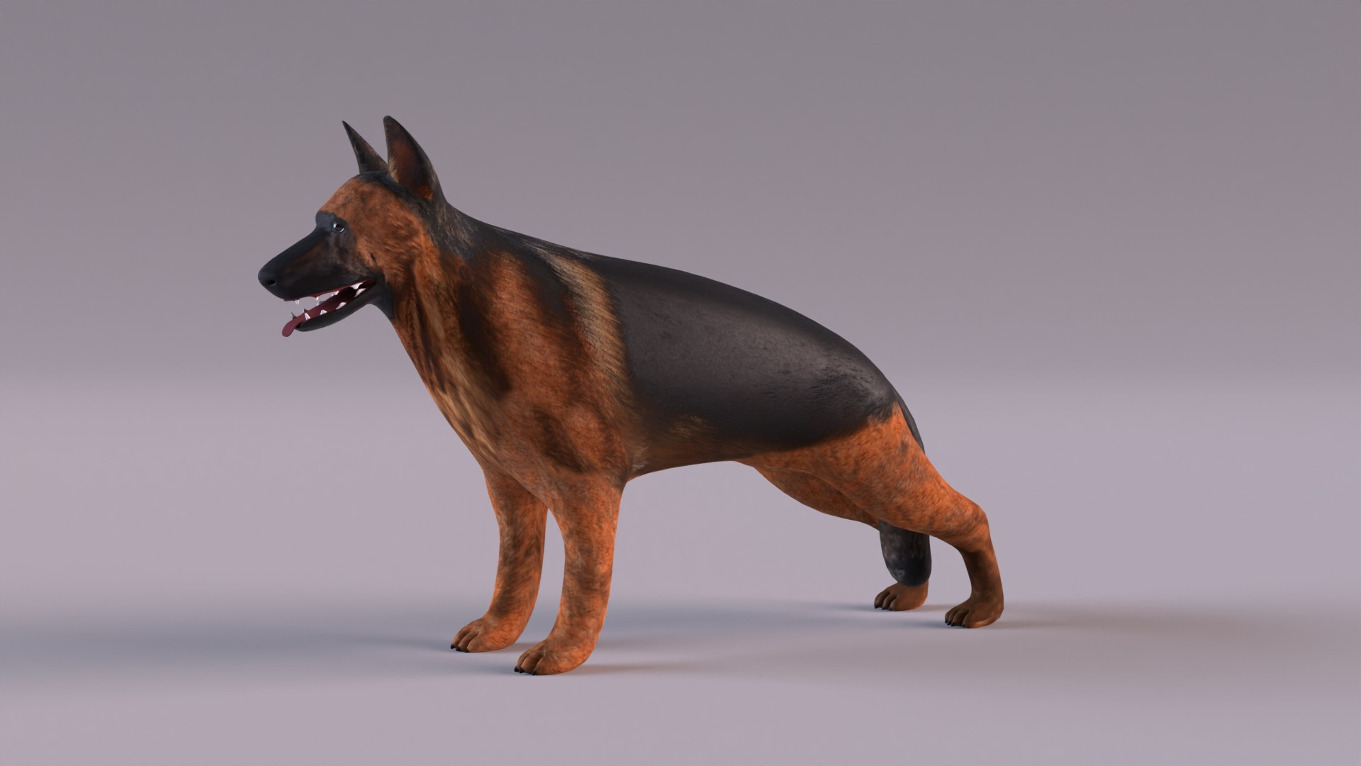 German Shepherd Dog C4d