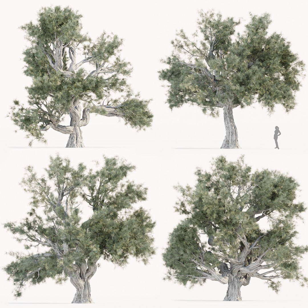Juniper Trees Collection Vol 213 Model - TurboSquid 2073435