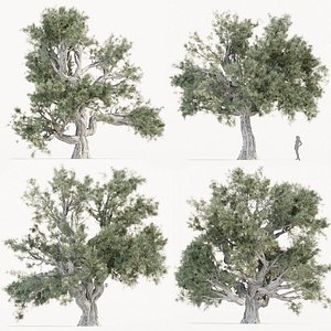 3D Juniper Tree Models - Browse & Download Formats - TurboSquid