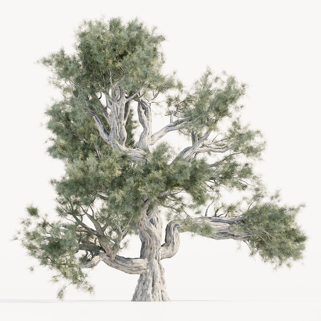 Juniper Trees Collection Vol 213 Model - TurboSquid 2073435