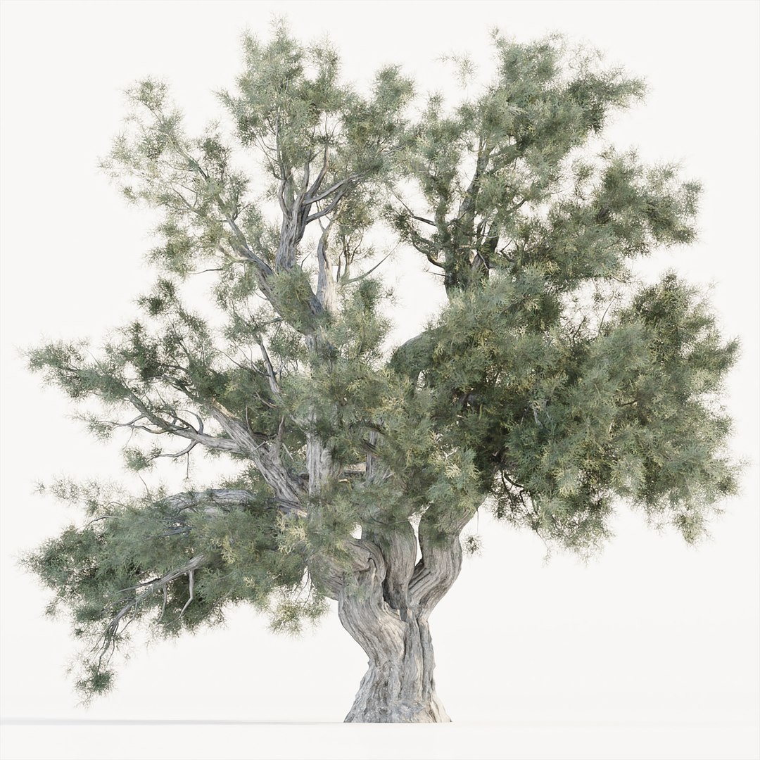 Juniper Trees Collection Vol 213 Model - TurboSquid 2073435