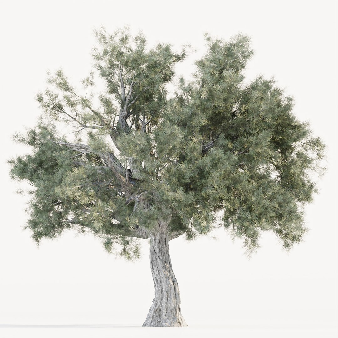 Juniper Trees Collection Vol 213 Model - TurboSquid 2073435
