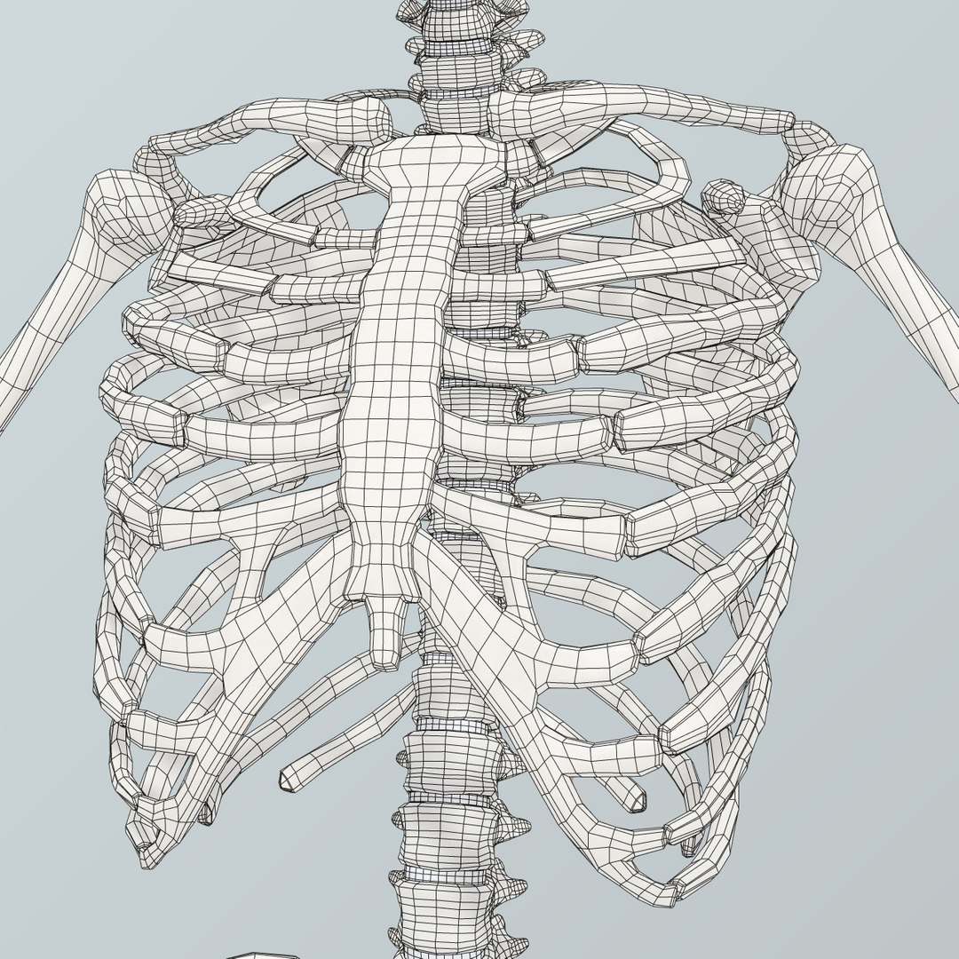 Realistic Human Skeletal Bones 3d Model