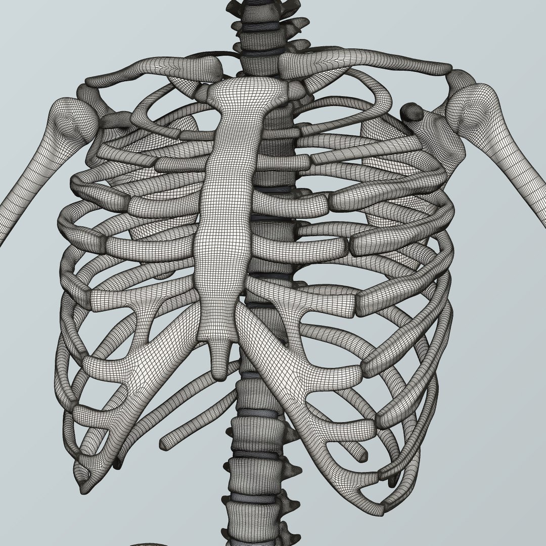 Realistic Human Skeletal Bones 3d Model