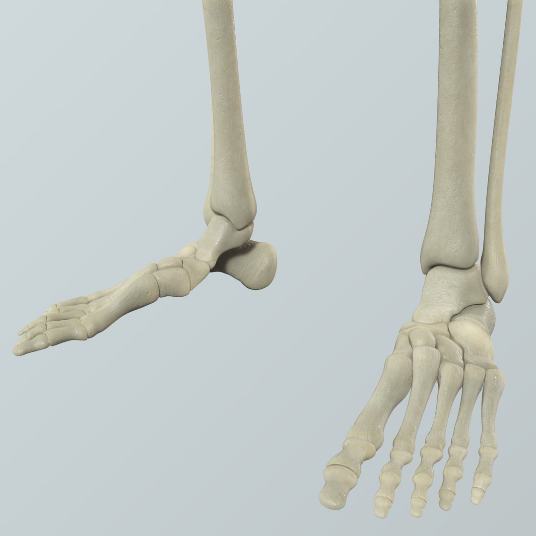 Realistic Human Skeletal Bones 3d Model