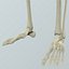 Realistic Human Skeletal Bones 3d Model