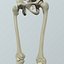 Realistic Human Skeletal Bones 3d Model