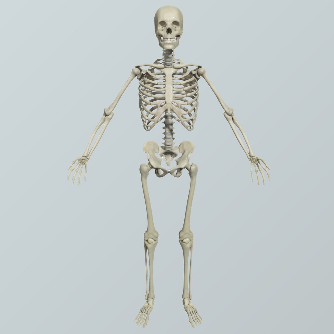 Realistic Human Skeletal Bones 3d Model
