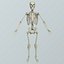 Realistic Human Skeletal Bones 3d Model