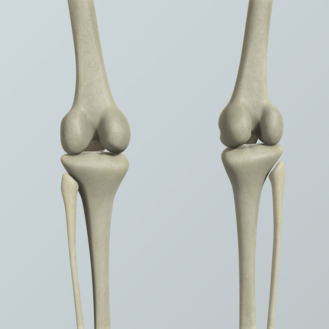 Realistic Human Skeletal Bones 3d Model