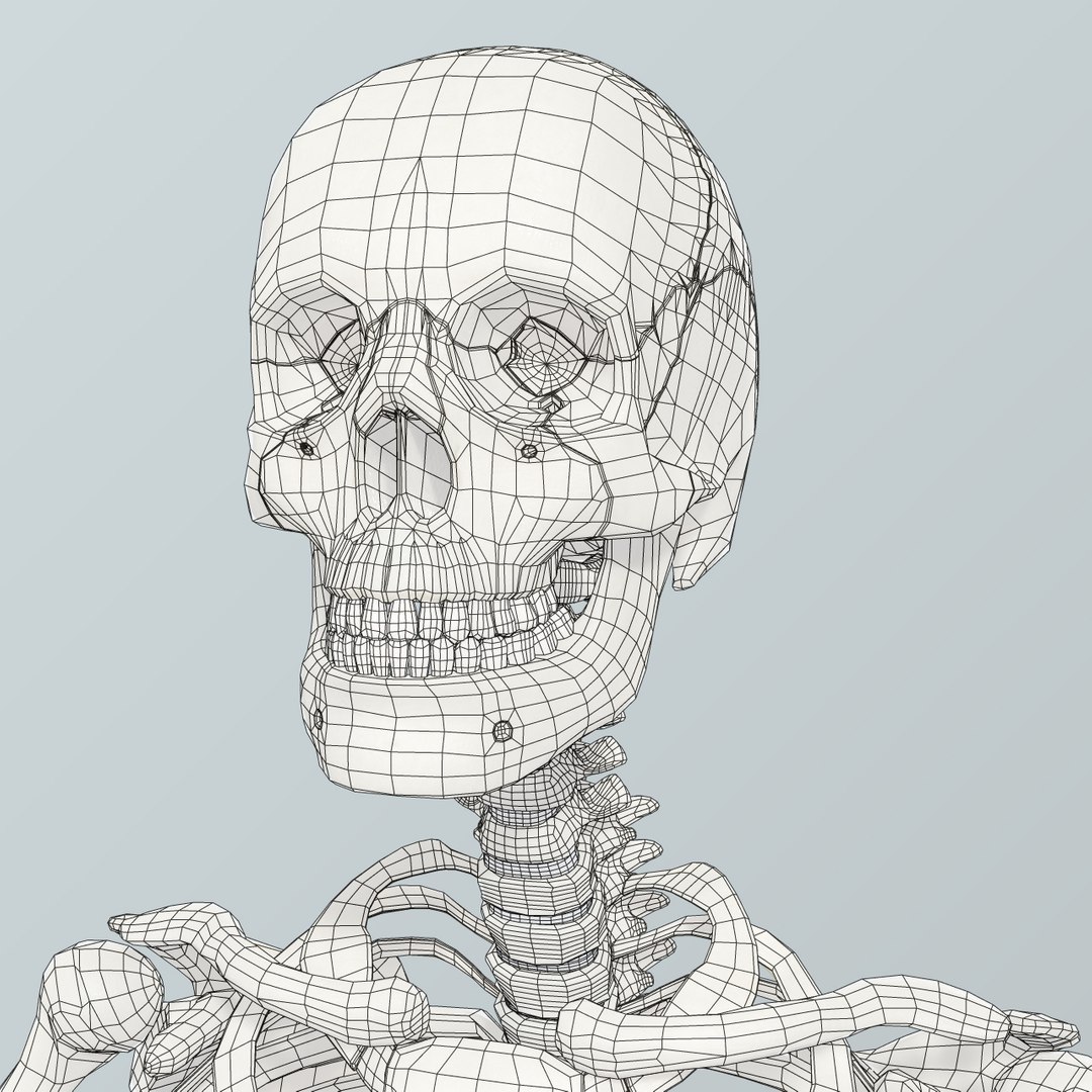 Realistic Human Skeletal Bones 3d Model