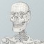 Realistic Human Skeletal Bones 3d Model