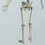 Realistic Human Skeletal Bones 3d Model