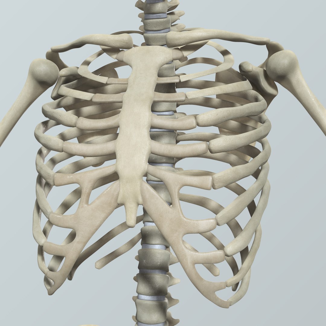 Realistic Human Skeletal Bones 3d Model