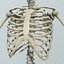 Realistic Human Skeletal Bones 3d Model