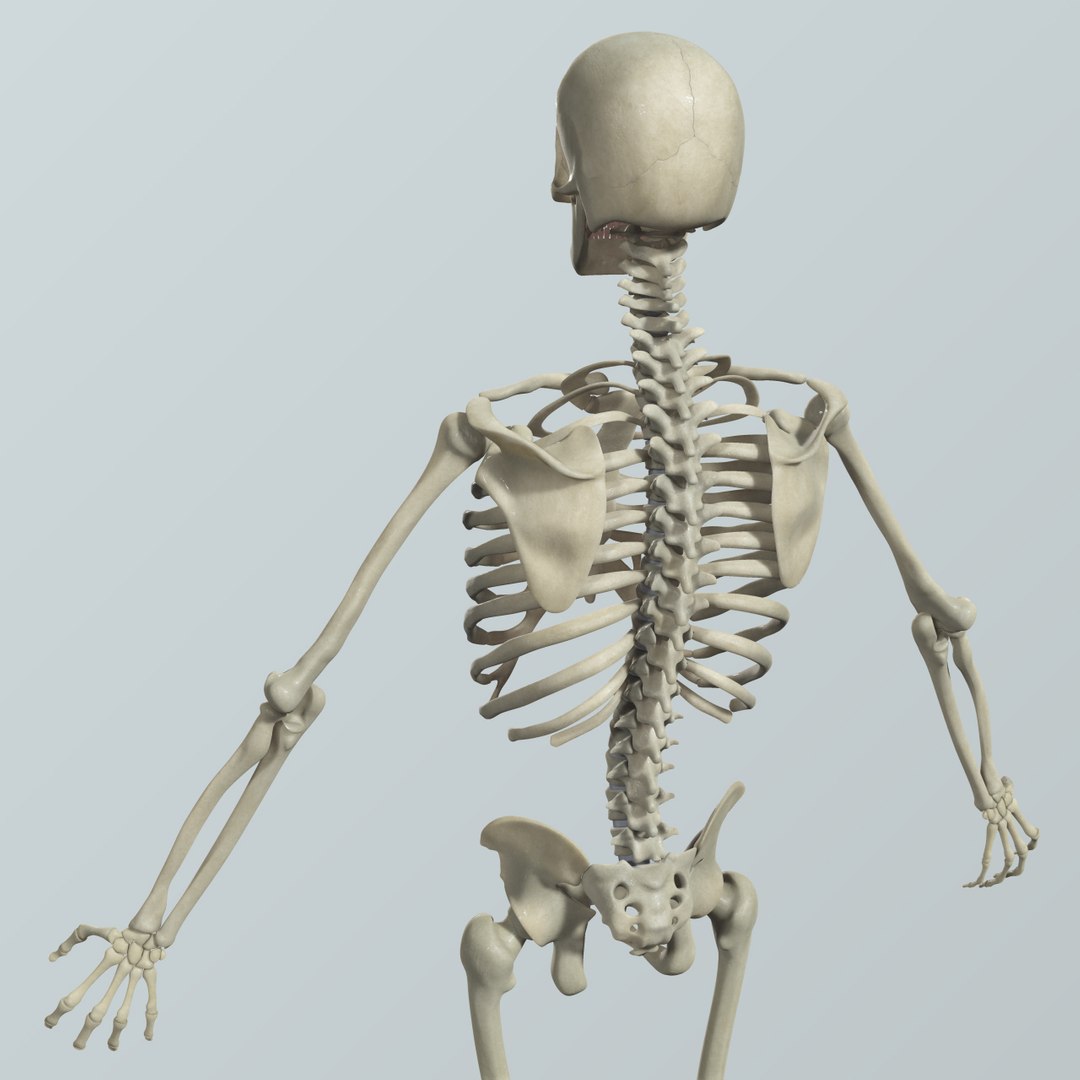 Realistic Human Skeletal Bones 3d Model