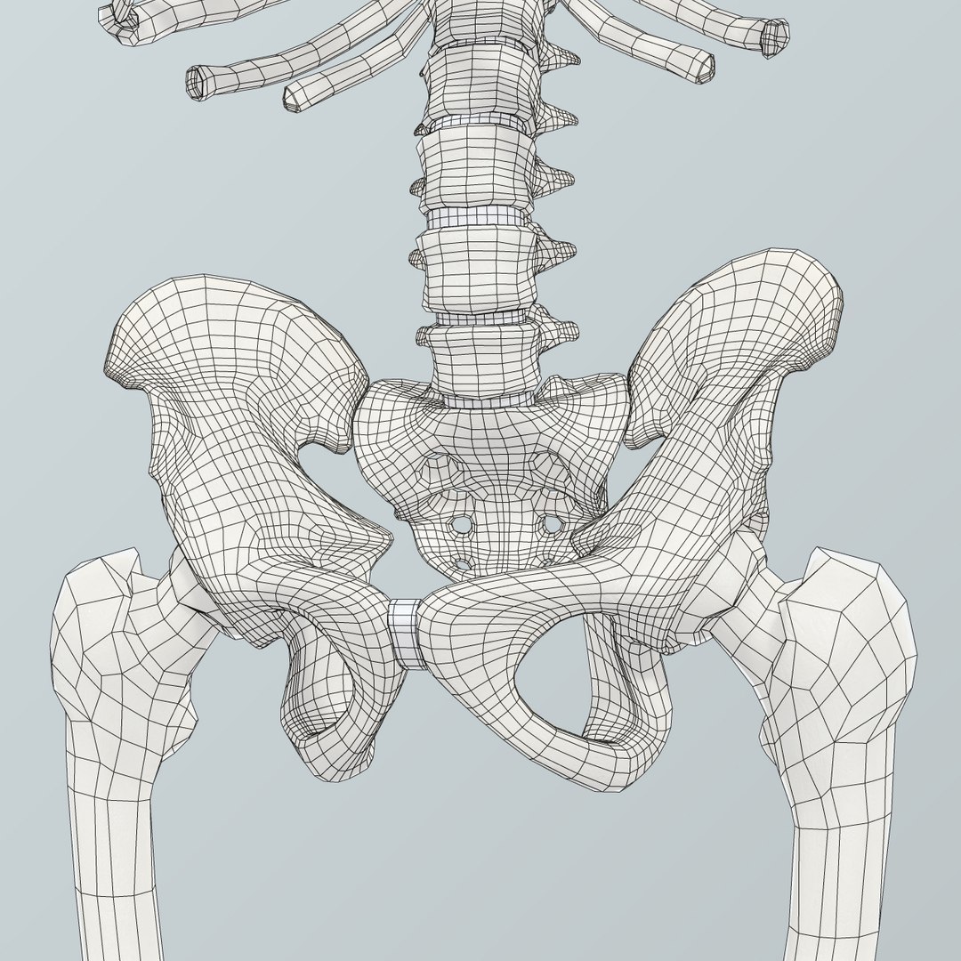 Realistic Human Skeletal Bones 3d Model