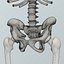 Realistic Human Skeletal Bones 3d Model