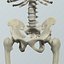 Realistic Human Skeletal Bones 3d Model