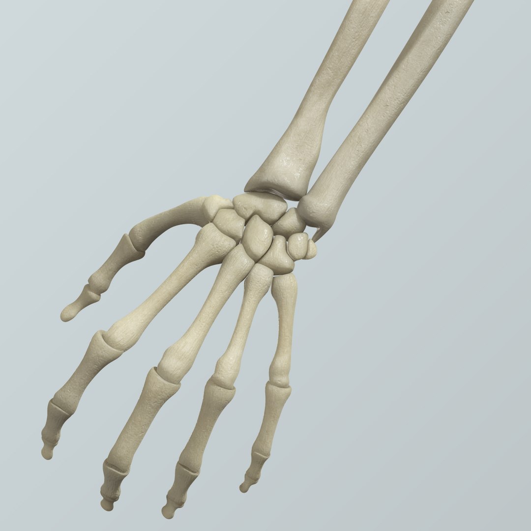 Realistic Human Skeletal Bones 3d Model